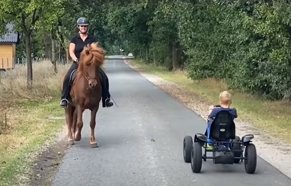 Eldur frá Fornusöndum - TheHorseseller