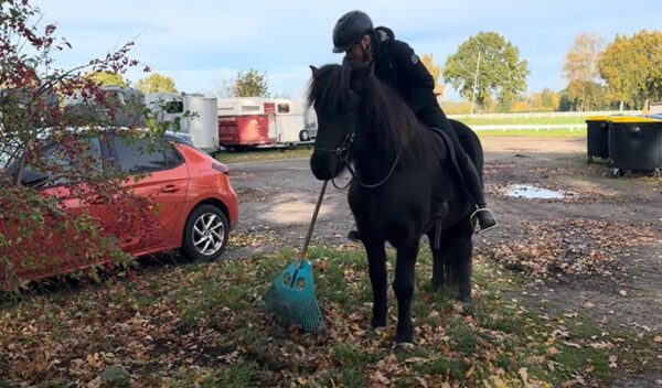 Einir frá Hólmum | TheHorseSeller